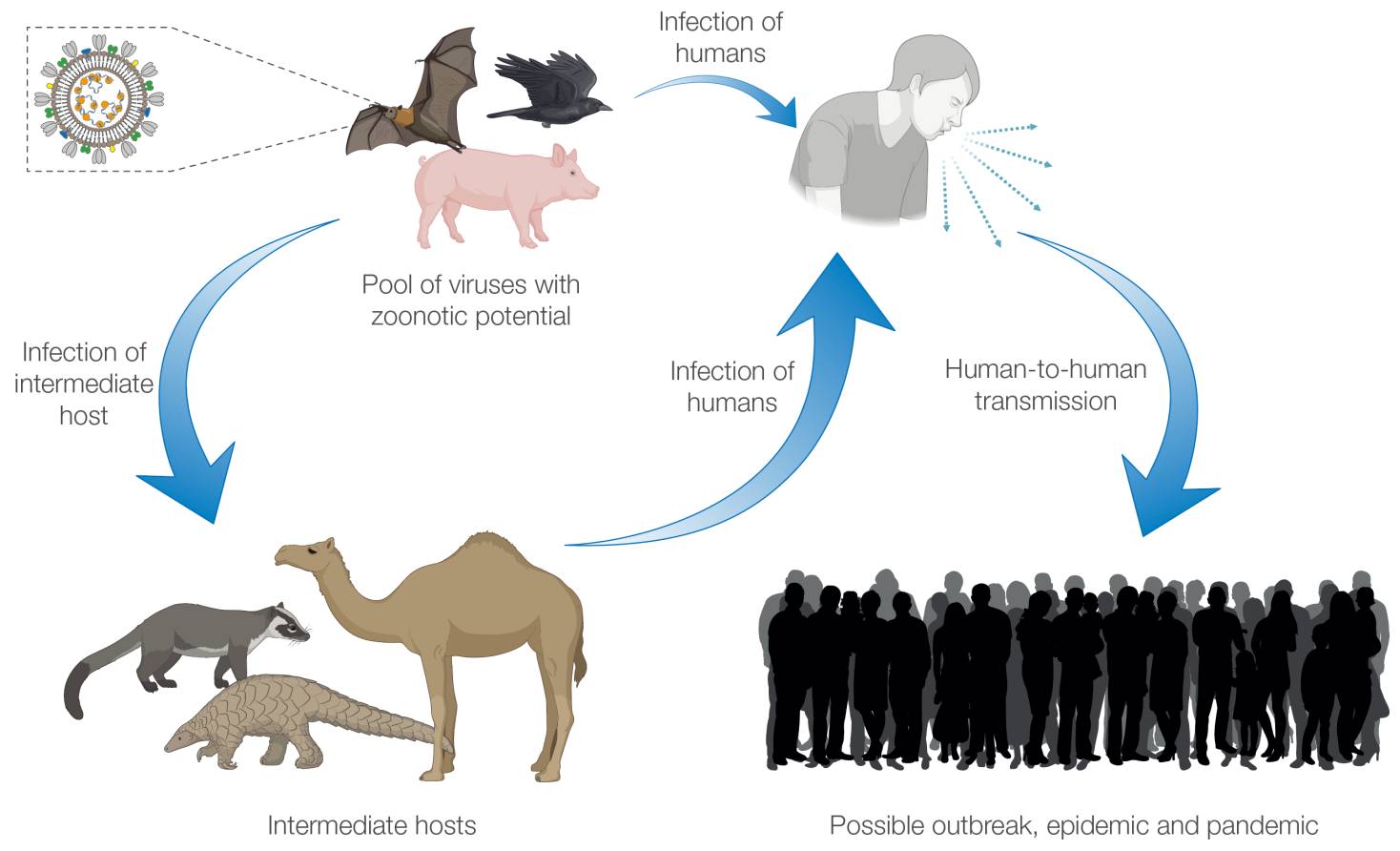Introduction to communicable diseases - Midwives Revision