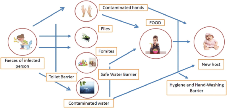 Gastroenteritis (GE) - Midwives Revision