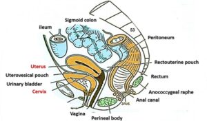FEMALE EXTERNAL GENITAL ORGANS - Midwives Revision