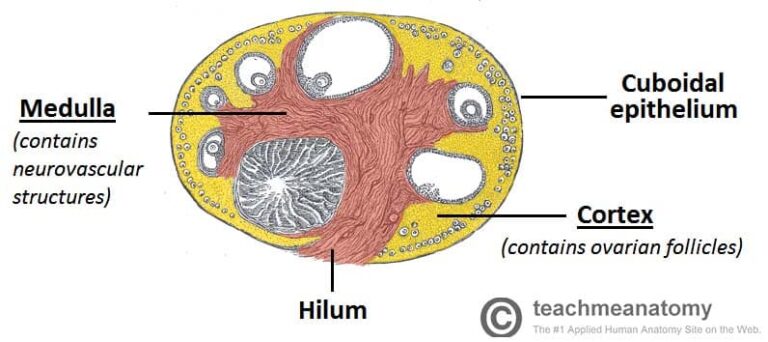 Uterus, Fallopian tubes and Ovaries - Midwives Revision