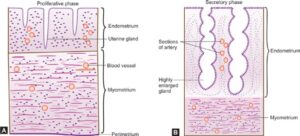Uterus, Fallopian tubes and Ovaries - Midwives Revision