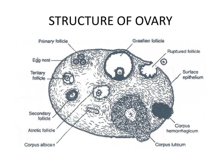 Uterus, Fallopian tubes and Ovaries - Midwives Revision