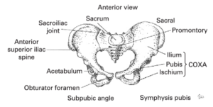 Female Pelvis - Midwives Revision