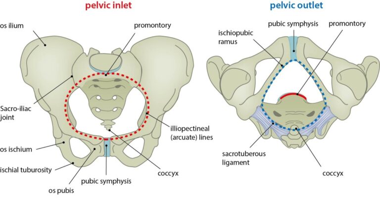 Female Pelvis - Midwives Revision