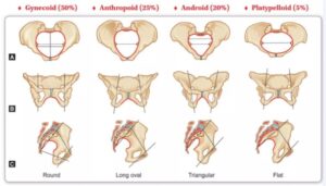Female Pelvis - Midwives Revision