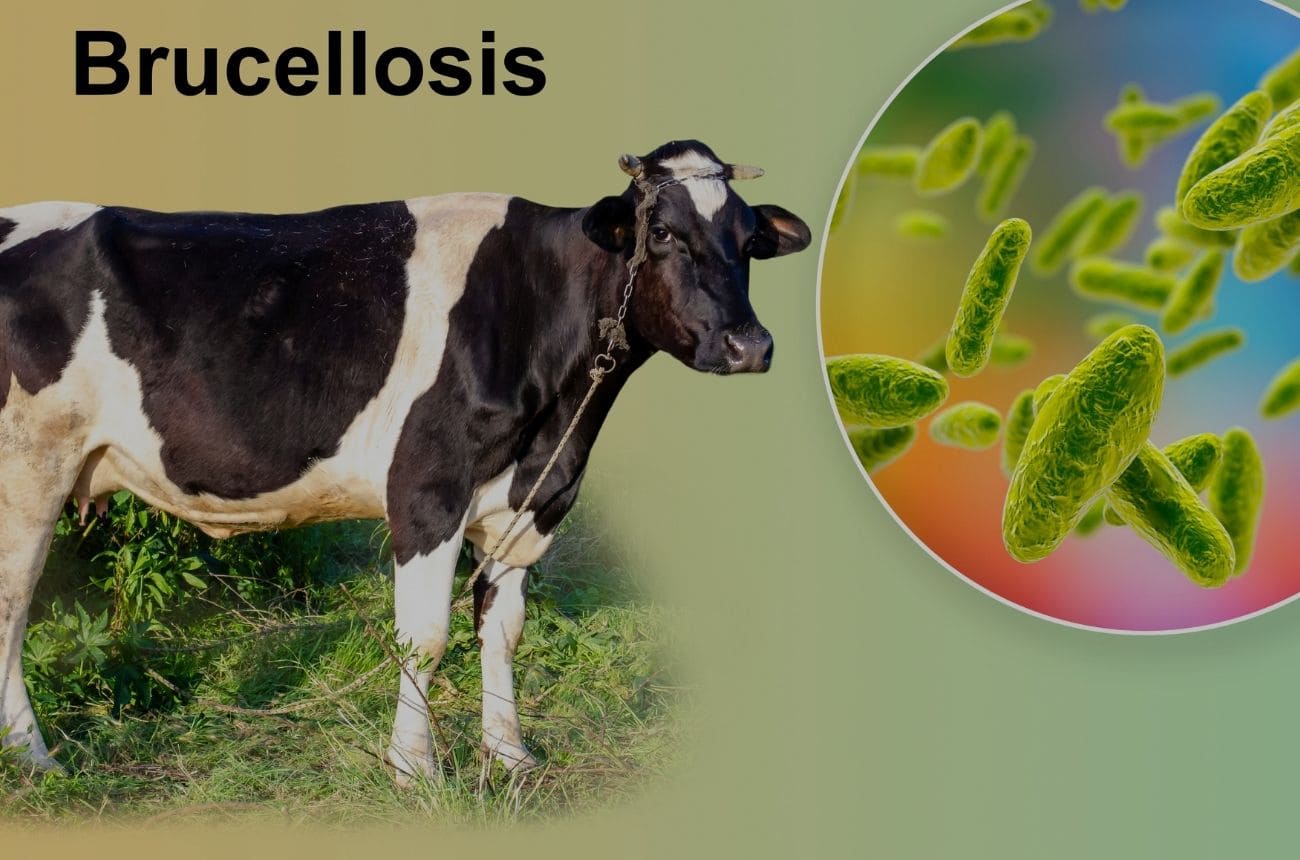 Brucellosis - Midwives Revision